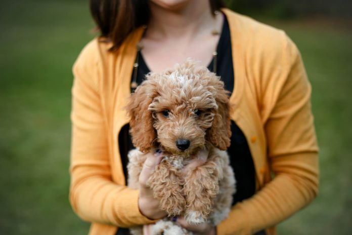 The Average Price of A Goldendoodle [Cost Stats] - Pricing And Cost Data